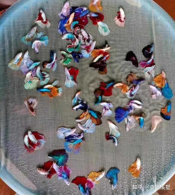 China中国原生鱼——水中斗兽“中国斗鱼” - 知乎