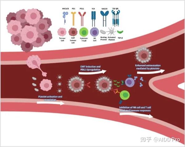 循环肿瘤细胞：好处、坏处与丑陋 - 知乎