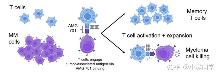 BCMA/CD3双抗技术梳理 - 知乎