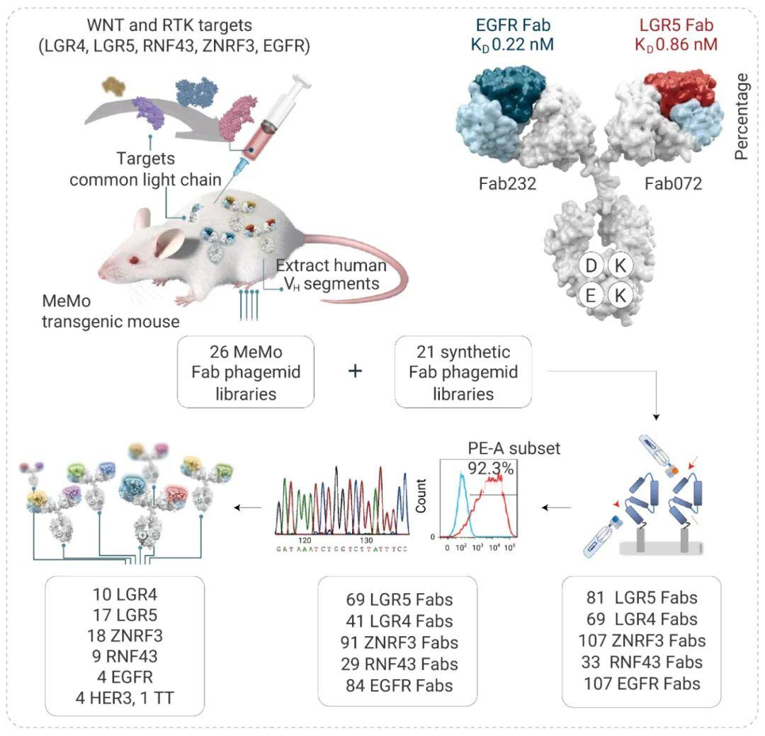 一文读懂 KRAS- MedChemExpress - 知乎
