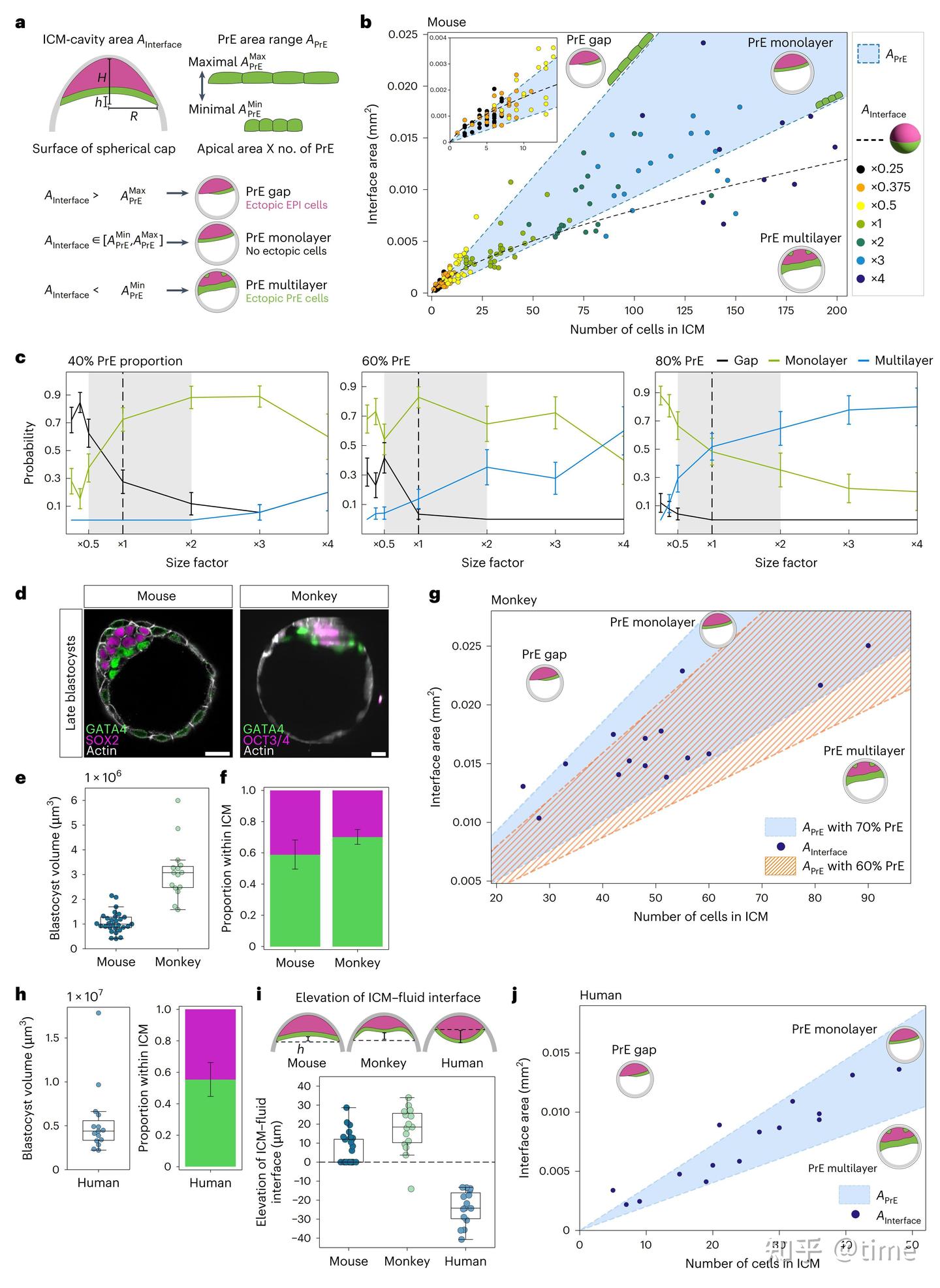 文献分享 | Nature cell biology：细胞形状、基质和组织动态保证了胚胎模式的稳定性 - 知乎