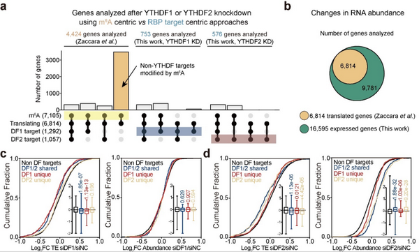 Genome Biol︱何川团队解析YTHDF家族蛋白功能的“不同”与“同” - 知乎