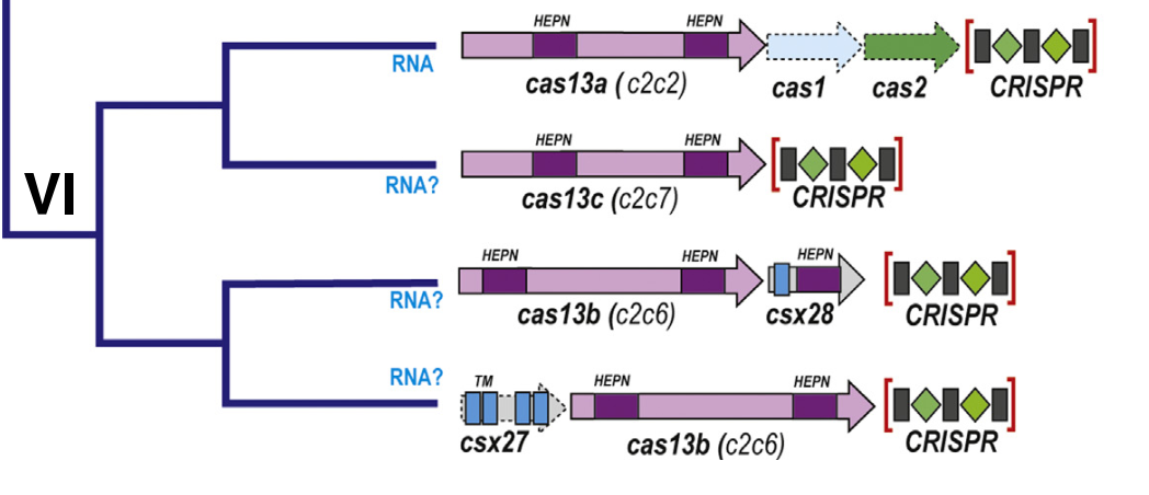 【CRISPR】张峰团队的夏洛克故事你看了吗 - 知乎