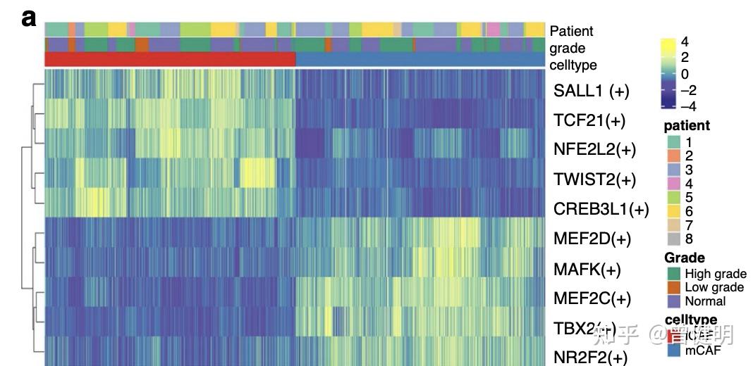 SCENIC转录因子分析结果的解读 - 知乎