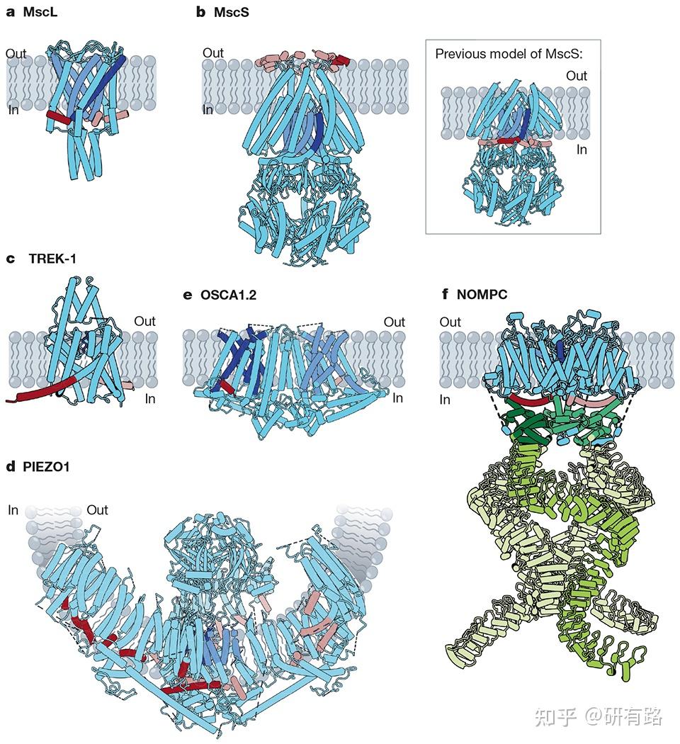 机械敏感性离子通道典型代表Piezo1，基础研究发文蓝海，前景不容小觑！ - 知乎