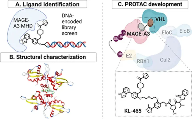 DEL Insight | DEL助力发现E3连接酶衔接体蛋白MAGE-A3配体和PROTAC - 知乎