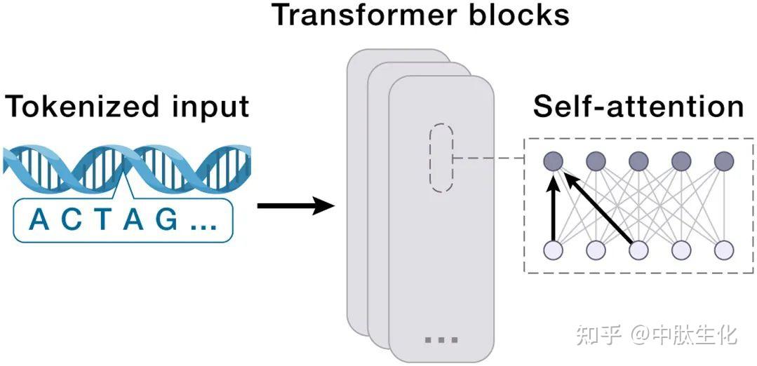 Cell：如何利用人工智能构建虚拟细胞？ - 知乎