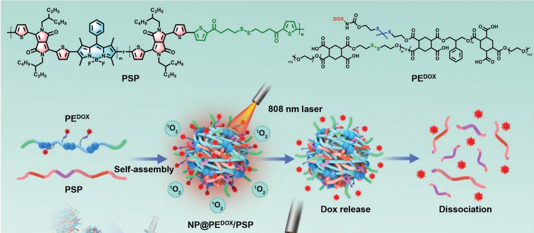 聚合物探针 | 集成了NIR-II荧光生物成像、光动力免疫治疗和光激活化疗的可降解仿半导体聚合物纳米颗粒 - 知乎