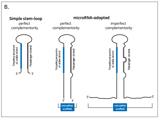 如何高效的干扰掉一个基因 - 知乎