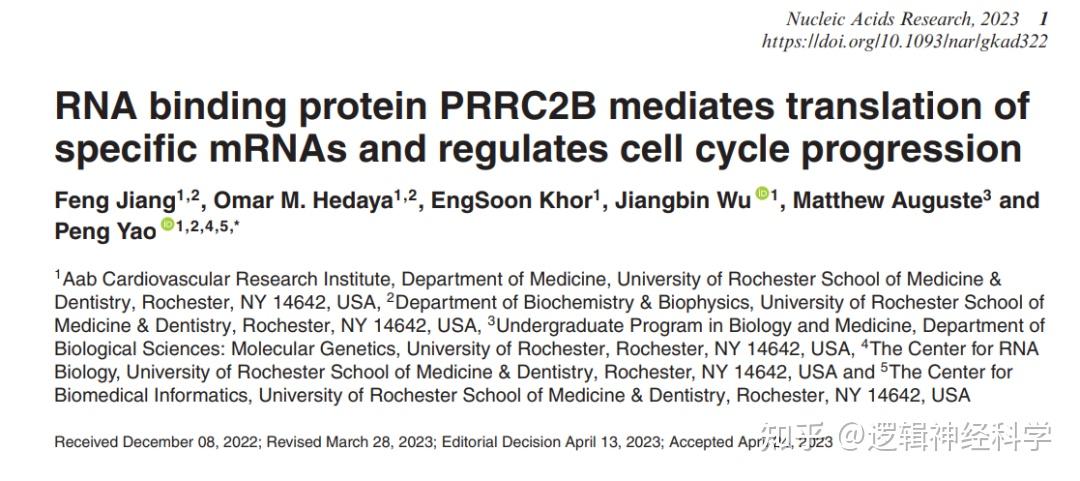 NAR︱罗切斯特大学心血管研究所和RNA中心姚鹏团队解析新型的mRNA翻译起始调控通路 - 知乎