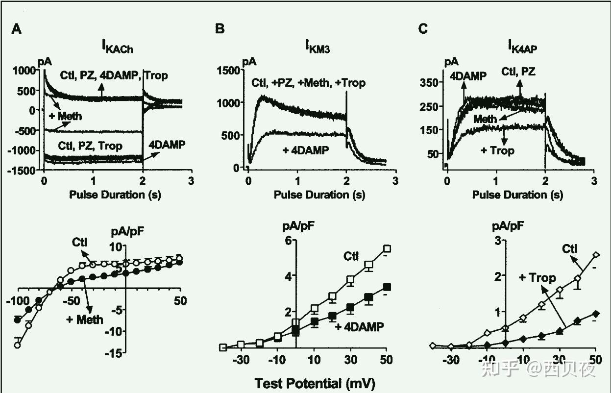 心脏毒蕈碱乙酰胆碱受体的电生理学特征：不同亚型介导不同的钾电流 - 知乎