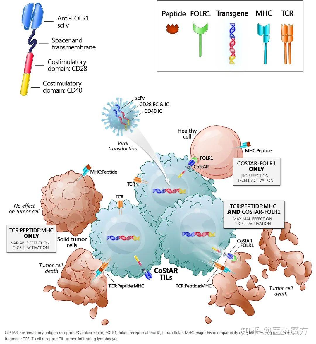 无需IL-2支持，新型TIL疗法大有可为，InstilBio首个相关产品获FDA临床许可 - 知乎