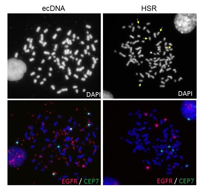 染色体外DNA（上篇）：原癌基因的载体 - 知乎