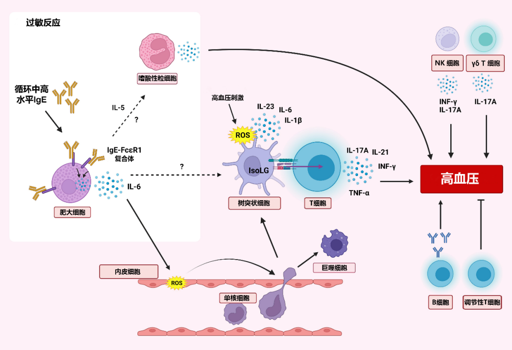 IgE在高血压疾病发生中的作用 - 知乎