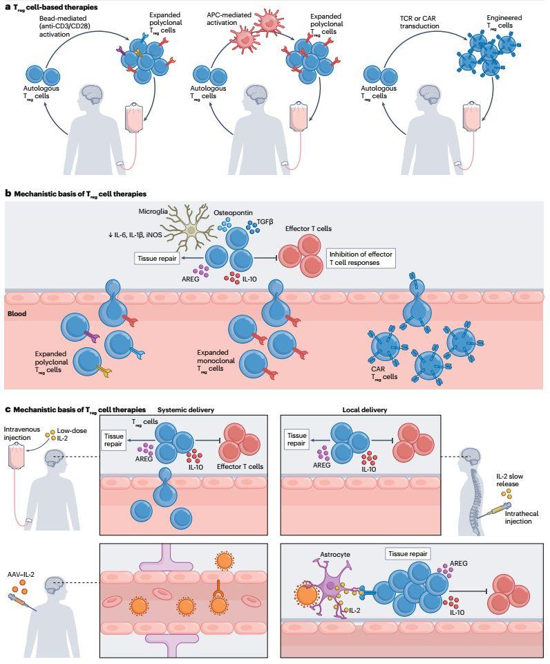 Nat Rev Immunol重要综述：大脑的调节T细胞 - 知乎