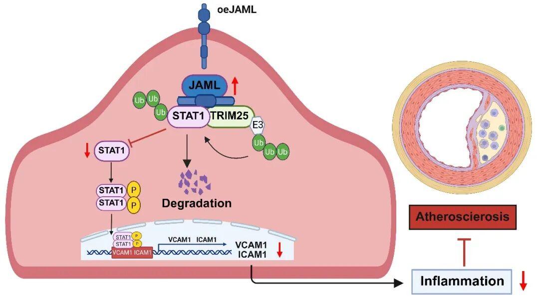 Cell Mol Biol Lett 山东大学齐鲁医院张澄/杨建民教授团队揭示内皮细胞JAML改善动脉粥样硬化新机制 - 知乎