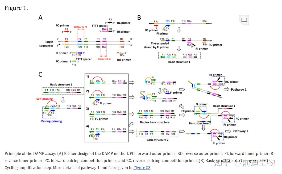 一种优于LAMP的双引物等温扩增（DAMP）法介绍 - 知乎