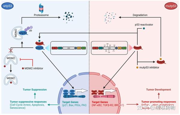 【靶点】P53 - 知乎