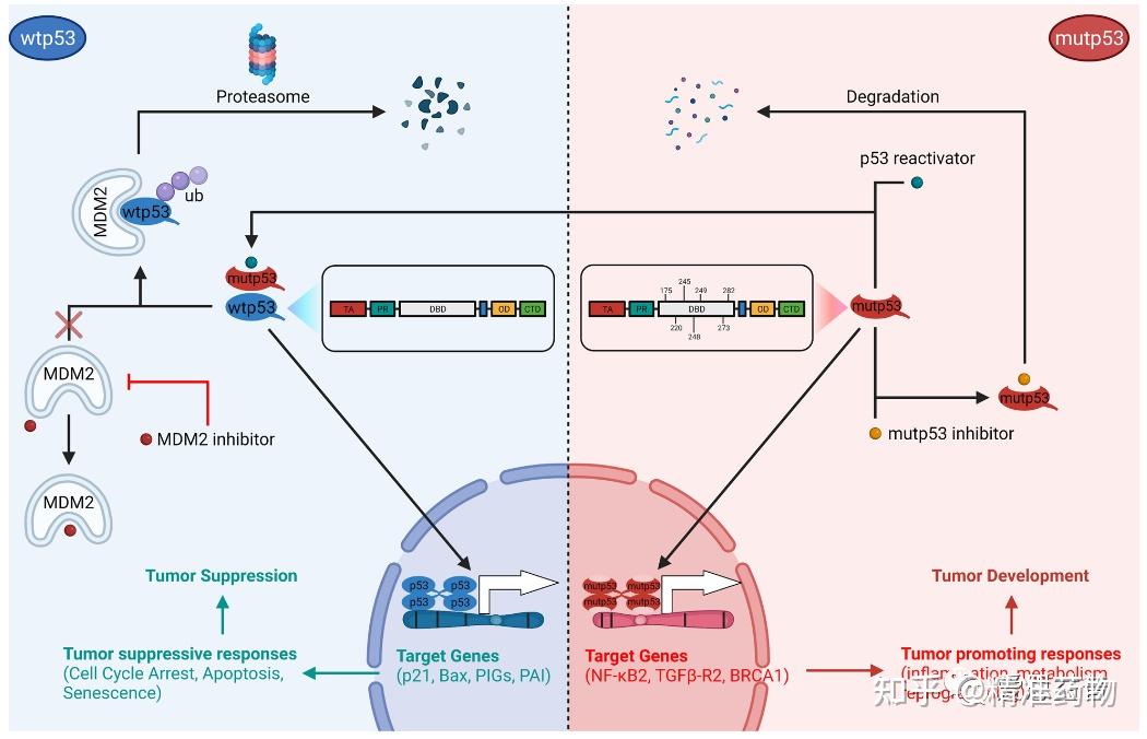 【靶点】P53 - 知乎