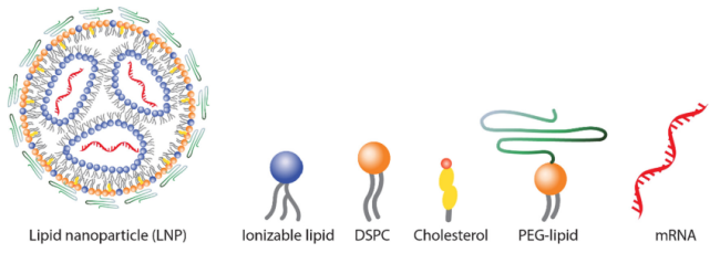 脂质纳米粒(LNP)：核酸递送平台界的顺丰 - 知乎