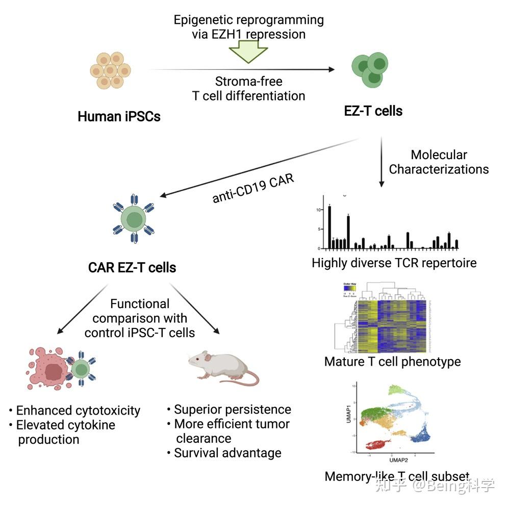 大盘点 | 干细胞与再生医学最新进展，值得收藏！ - 知乎