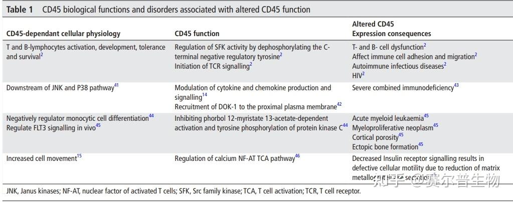 CD45靶点解析：结构、亚型、生物学功能 - 知乎