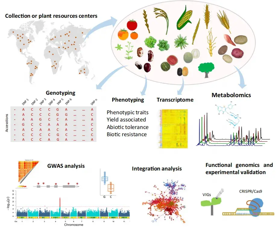 小白轻松入门GWAS：从数据准备到可视化结果 - 知乎