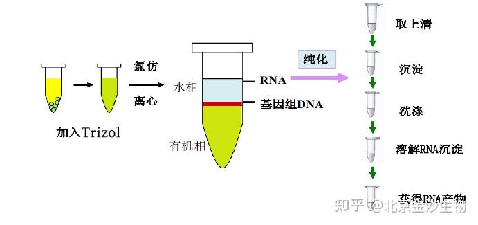 小知识 | RNA提取那些事（一） - 知乎