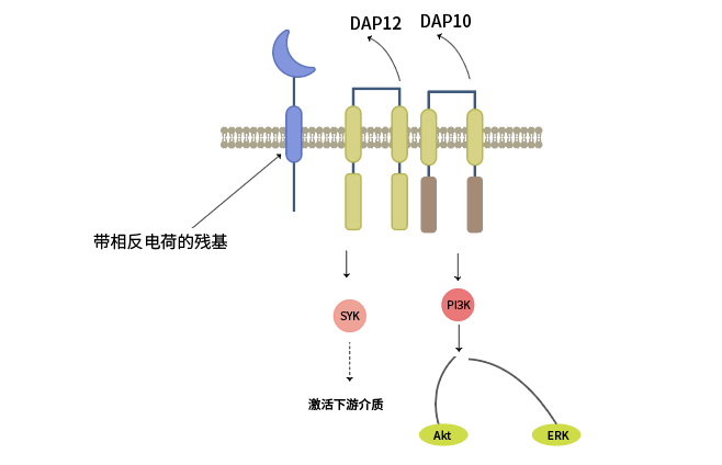 【说说靶点】TREM2：AD和癌症治疗的新希望 - 知乎