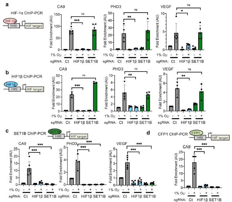 Nature Genet|缺氧诱导因子HIF复合体招募组蛋白甲基转移酶SET1B激活缺氧诱导基因 - 知乎
