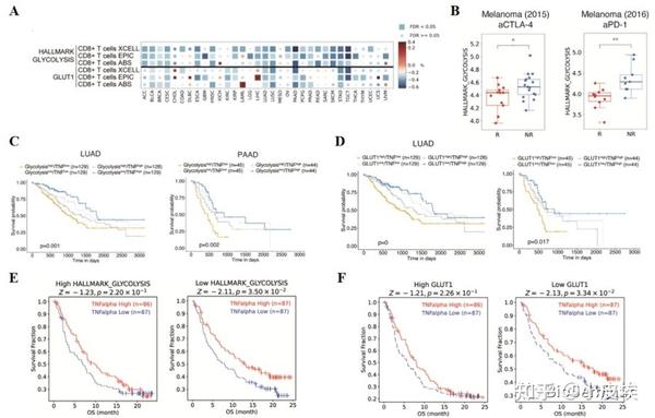 Cell Metabolism | 最新发现：糖酵解助力肿瘤细胞免疫逃逸机制 - 知乎