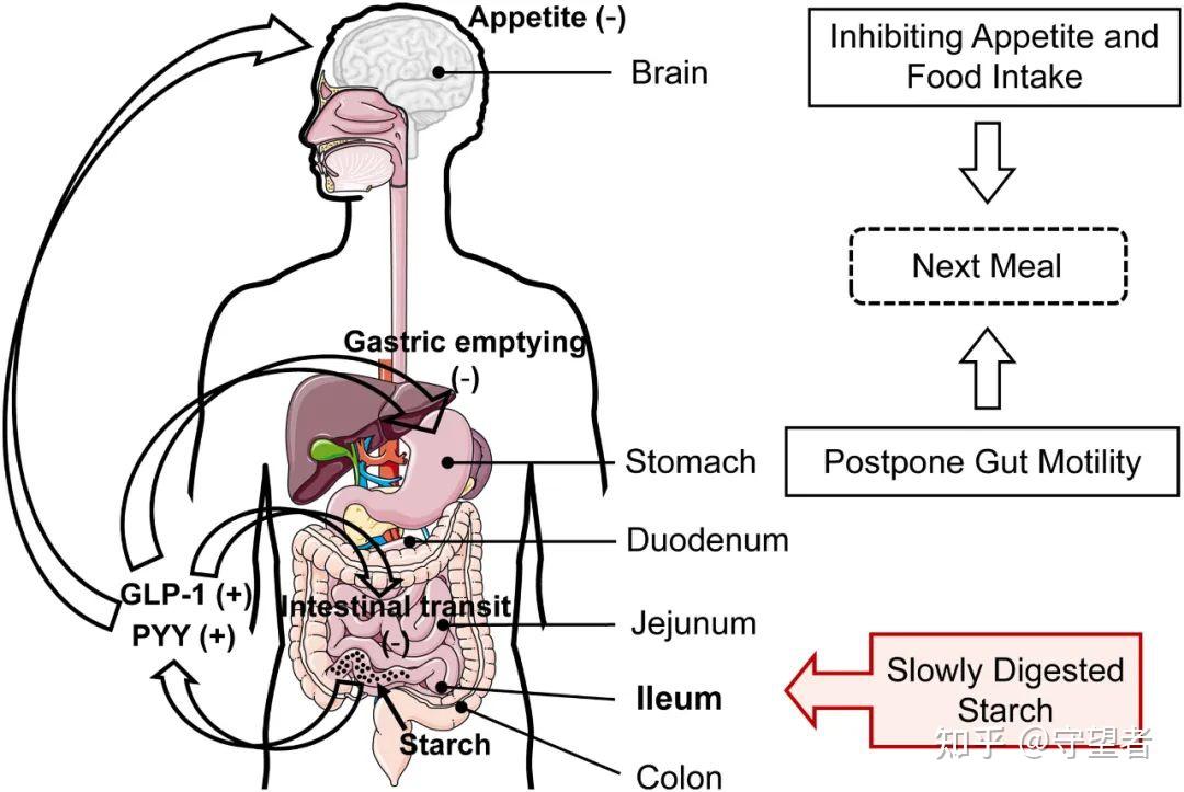 Carbohydrate Polymers：评价淀粉的健康作用：除了餐后血糖反应 - 知乎
