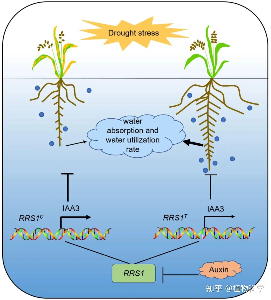 中国农业大学农学院李自超教授团队克隆水稻根系发育基因提高水稻抗旱性 - 知乎