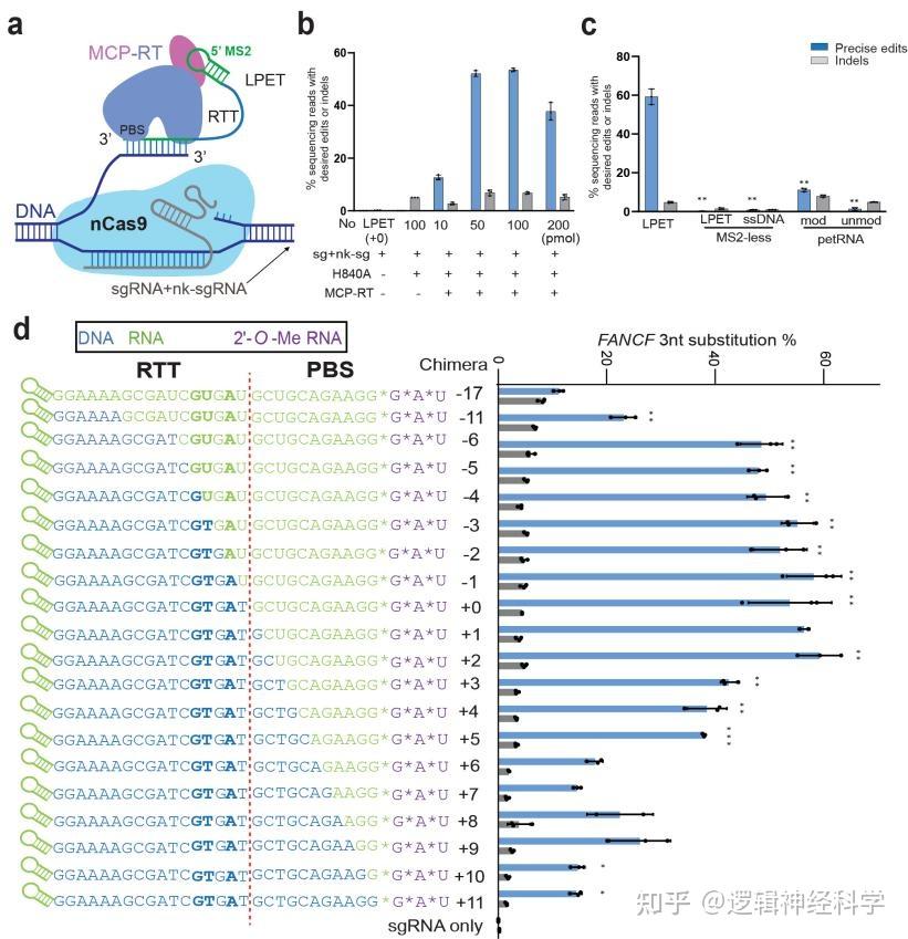 Nat Biotechnol︱马萨诸塞大学研究团队合作研发基于高保真DNA聚合酶和DNA模板的精准基因编辑工具 - 知乎