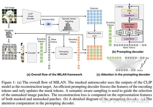 普林斯顿大学等提出milan：语言辅助表示的掩码图像预训练 知乎 