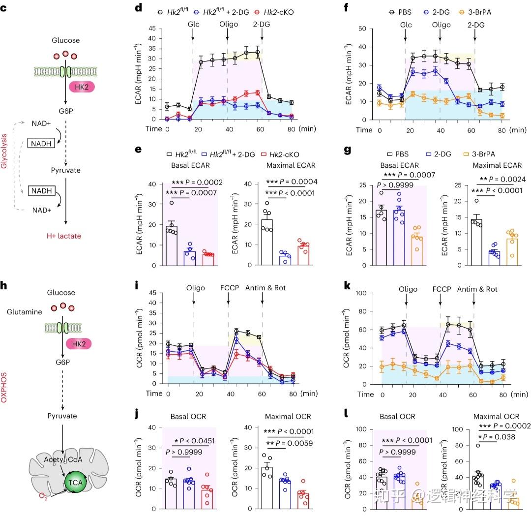 Nat Metab︱浙江大学医学院脑科学与脑医学学院高志华/段树民课题组揭示糖代谢关键酶Ⅱ型己糖激酶调控小胶质细胞功能的新机制 - 知乎