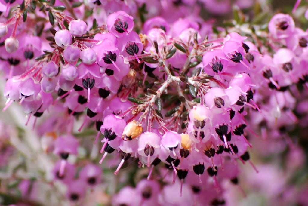 欧石南-熟悉又陌生的可爱小花 - 知乎