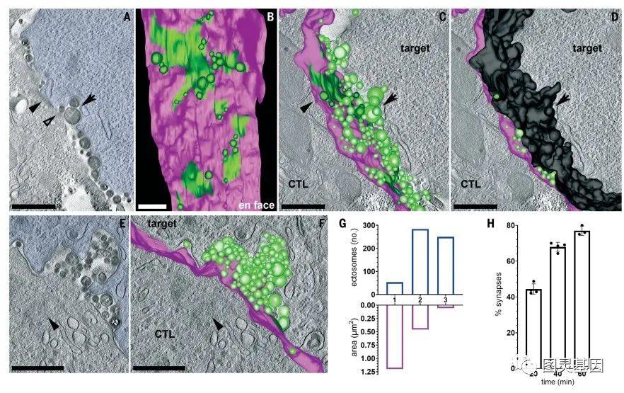 Science | 颠覆传统认知：免疫突触的胞吐下调TCR通路 - 知乎