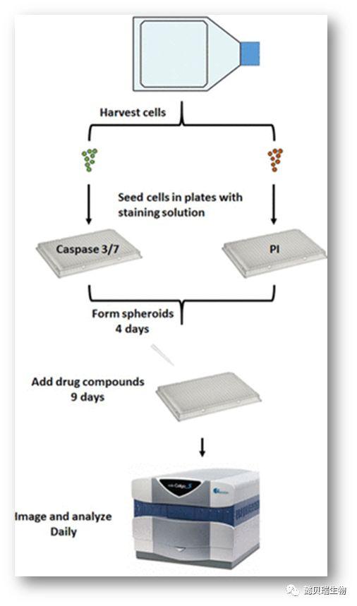 懿贝瑞医药总结：Celigo细胞成像分析系统的神仙操作 - 知乎