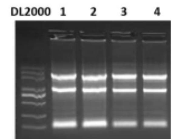 用Trizol法提取RNA的实验步骤 - 知乎
