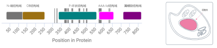 杰享第09期：DNA 复制调节因子 MCM6：一种新兴的癌症生物标志物和药物靶点 - 知乎