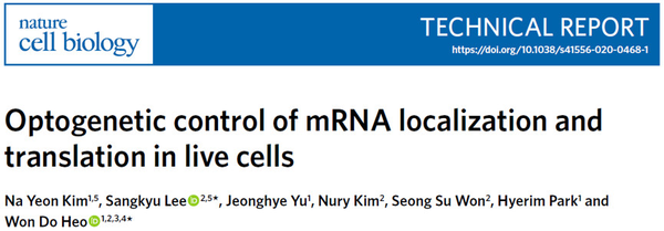 Nat Cell Biol | 光遗传学方法实现对活细胞中mRNA定位和翻译的可视化调控 - 知乎