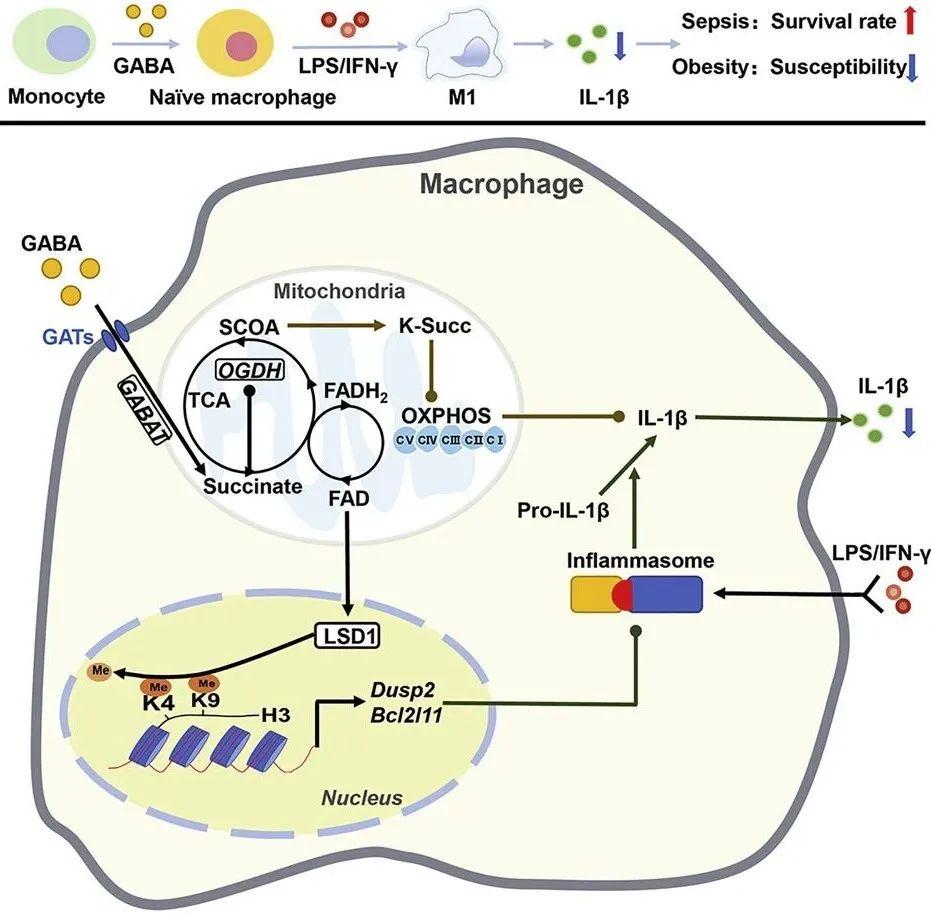 Cell Rep | 任文凯/印遇龙院士团队琥珀酰化修饰组学揭示GABA调控巨噬细胞命运机制 - 知乎