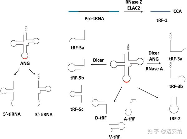 tRNA片段与肿瘤的相关性 - 知乎