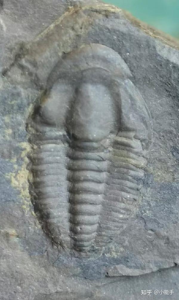 【三叶虫分类科普 1/ N 】褶颊虫目 - Ptychopariida - 知乎