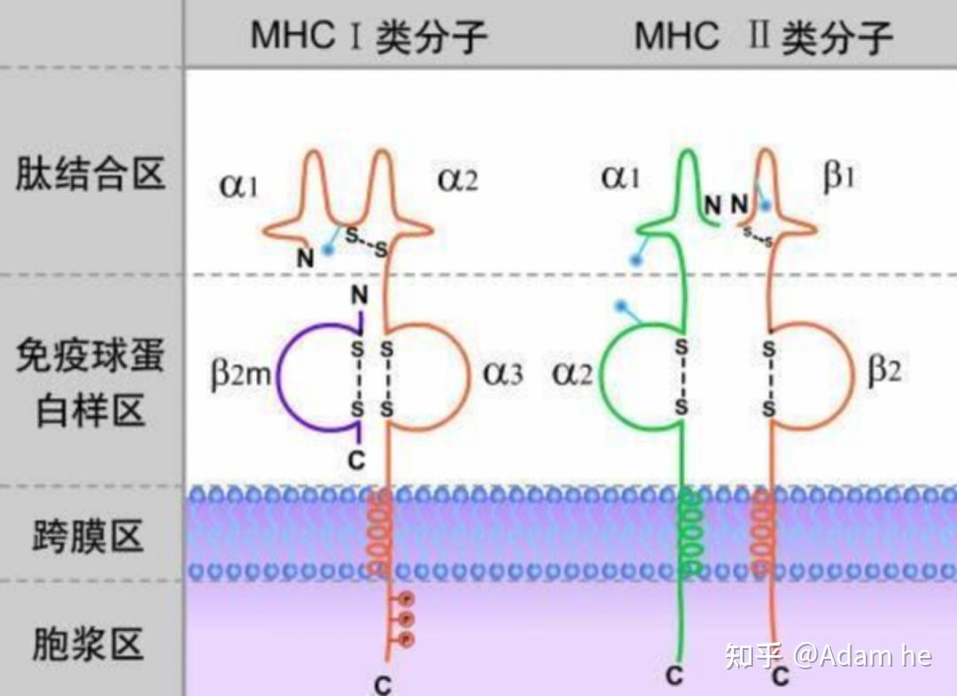 CART与TCRT介绍 - 知乎