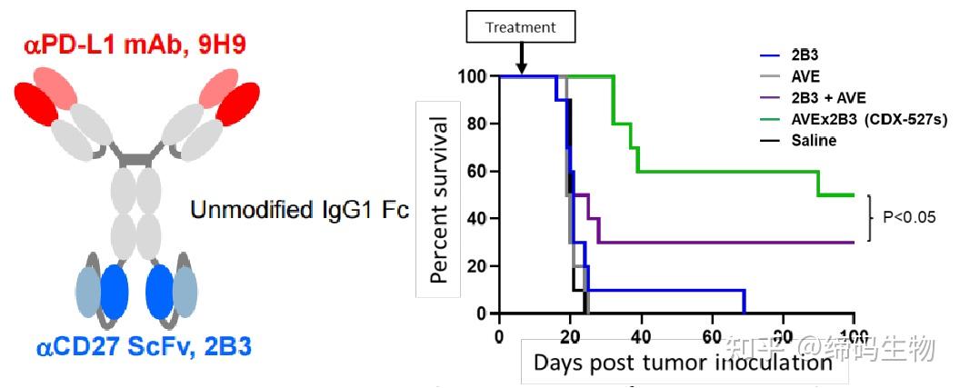 肿瘤免疫靶点 | CD27 - 知乎