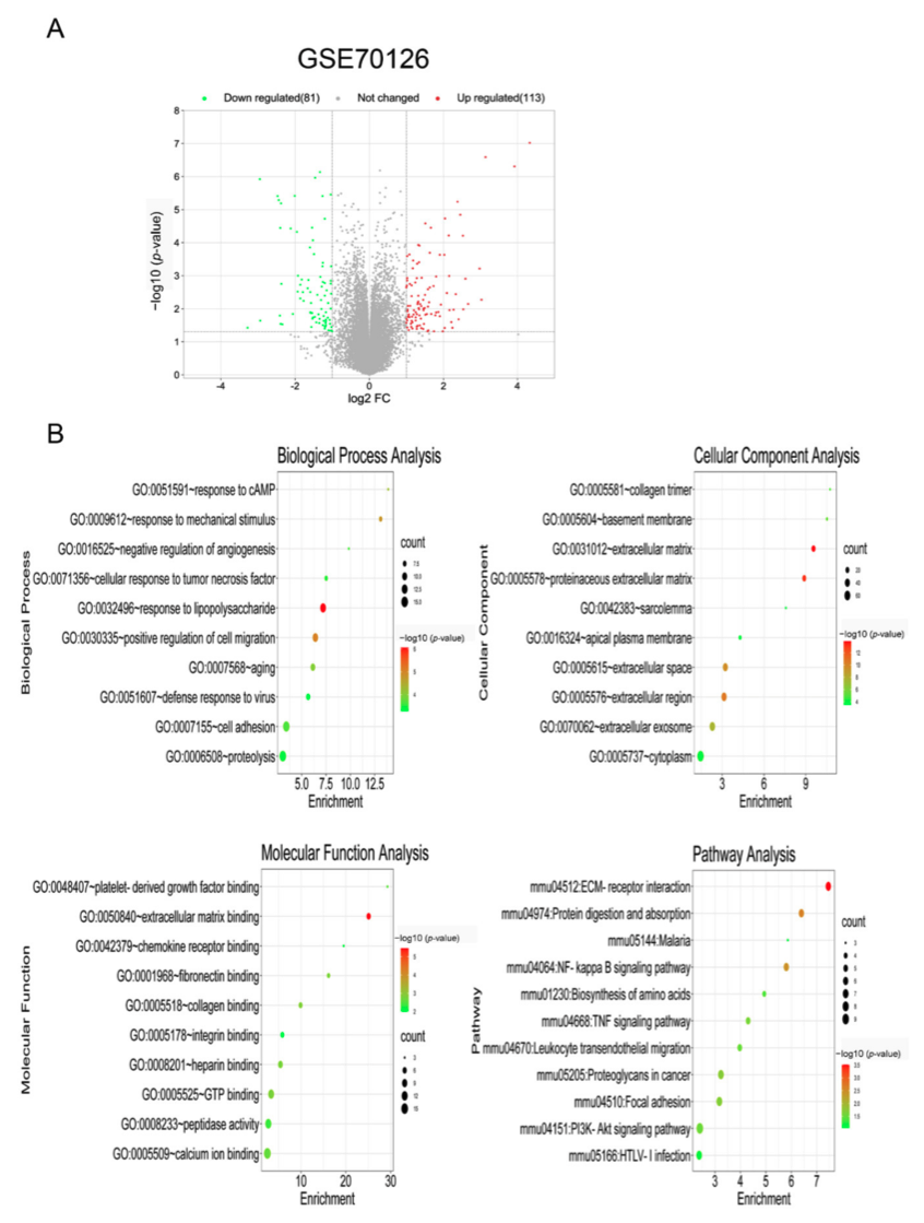 Biology丨IDH1 通过促进巨噬细胞铁死亡从而生成泡沫细胞 - 知乎