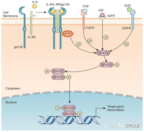 STAT3相关通路及其抑制剂、降解剂研究进展 - 知乎