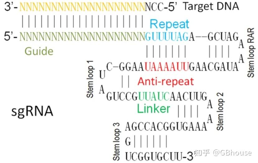 sgRNA实现细胞KO从引物设计到阳性细胞筛选-保证实用 - 知乎